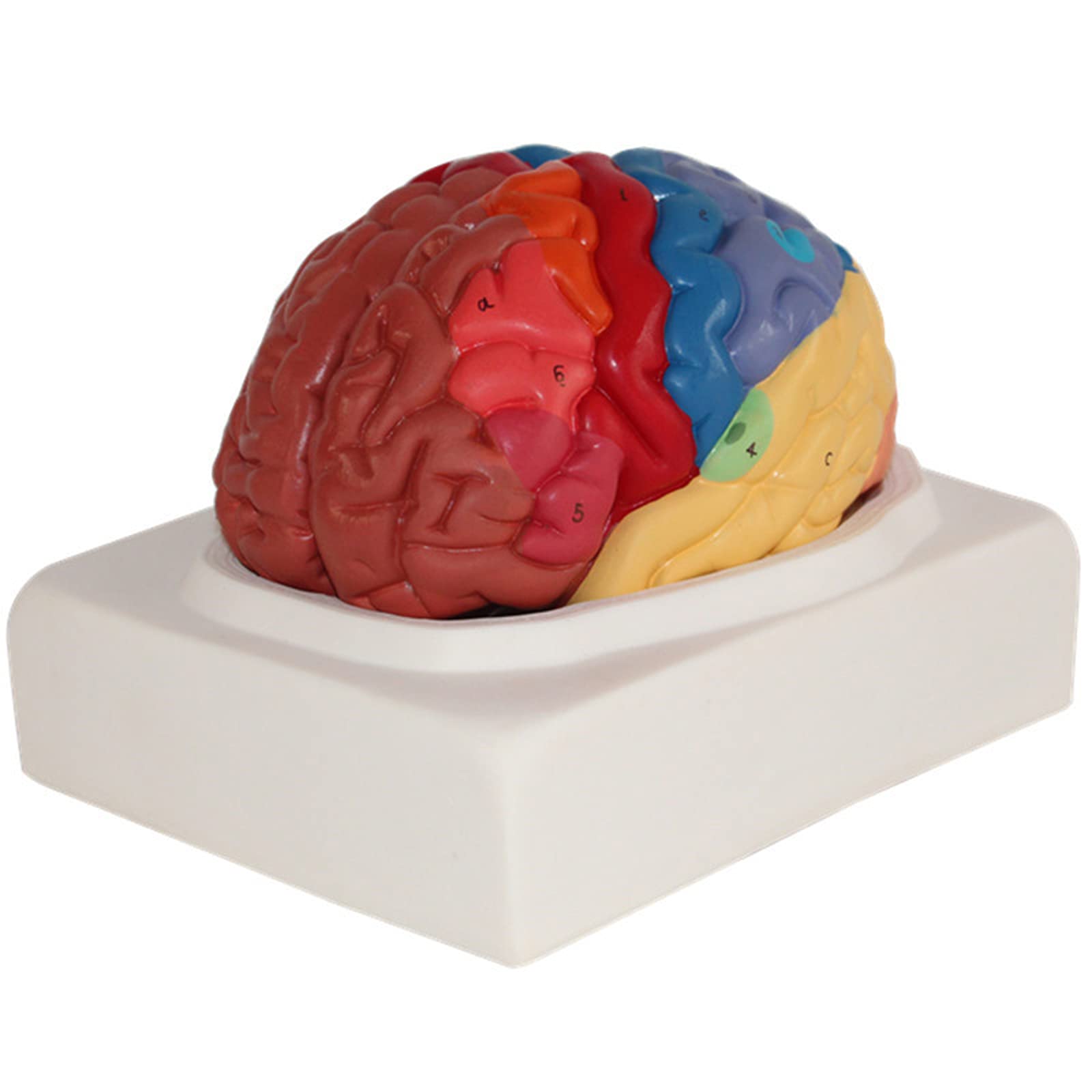 Buy Human Brain Functional Area Anatomical Model, 2 Parts Anatomical ...