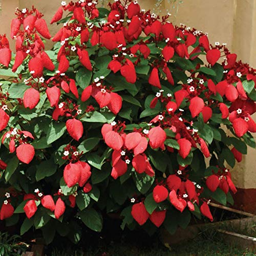 Dwarf Rare Red Musanda/Mussaenda Flower Plant for Home Garden : Amazon ...