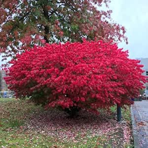 Amazon.com : Set 5 Dwarf Burning Bush Shrubs, Bare Roots Plants, 6-10 ...