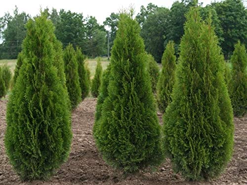 Creative Farmer Live Plant Morpankhi, Thuja Compacta Plants for Home ...