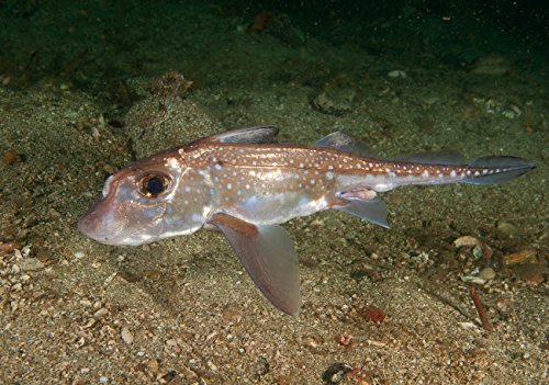 Ratfish Size Ratfish Hi Res Stock Photography And Images Alamy