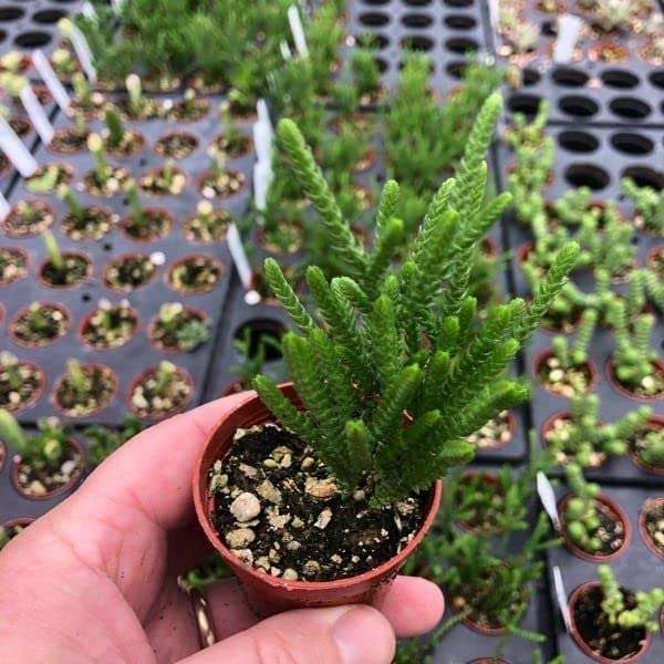 Mphmi Live Plant Nursery NCR Nurseryplant Crassula Princess Pine ...