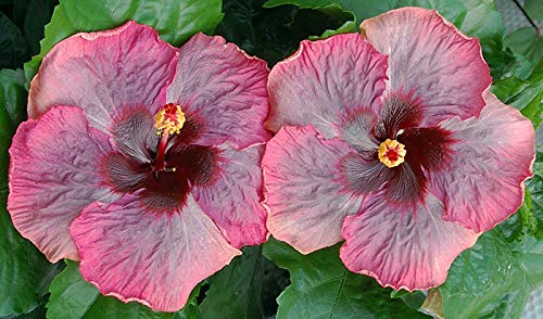 ROYAL LAND Rare Chemparathi Plant Exotic Hibiscus 'Blue Pink Single ' 1 ...