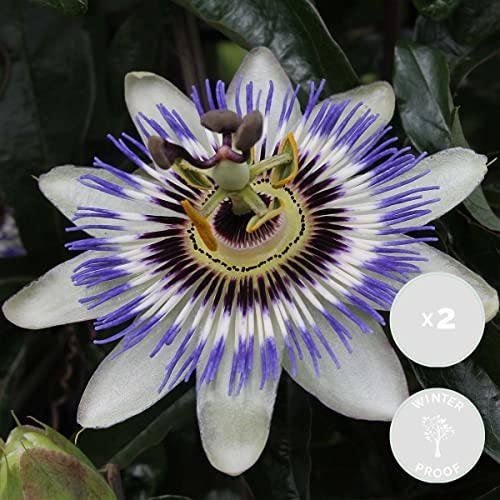 Elegantes Passionsblume Winterhart Kaufen Fotos