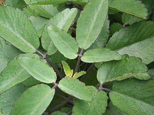 Indiana Bryophyllum pinnatum Amarpoi Air Plant Life Plant Resurrection ...