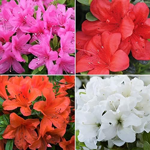 1 X Orange Azalea Japanese Evergreen Shrub Hardy Garden Plant in Pot ...