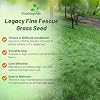 Amazon.com : Outsidepride 50 lb. Legacy Fine Fescue Shade Tolerant ...