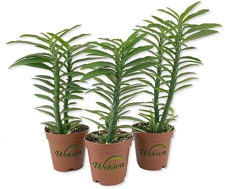 Amazon.com : Devil's Backbone Plant - Pedilanthus - Red Bird Cactus - 6 ...