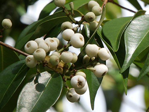 Arlo Rare Delicious Fruit Syzygium zeylanicum" Poocha Pazham/Cat Eye ...