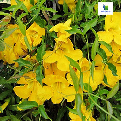 Mphmi Dolichandra Unguis, Cat's Claw - Plant : Amazon.in: Garden & Outdoors