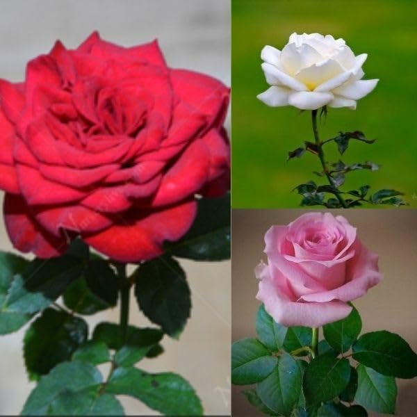 Punarva Rose Plant Rose Plant : Amazon.in: Garden & Outdoors
