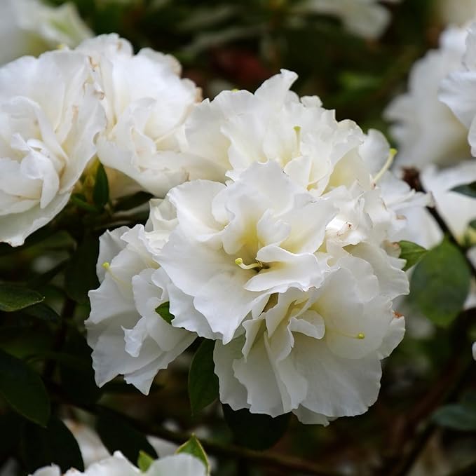 Oxygeen White Azalea Double Petal Flower Live Plant Rhododendron Live ...