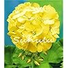 Amazon.com : New Fresh 30pcs Yellow Geranium Flower Seed Generic ...