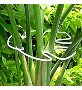 Amazon.com : YOHSNOR 5PCS Monstera Plant Support System 4.1IN - Durable ...