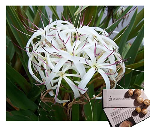 Crinum asiaticum - How to grow & care