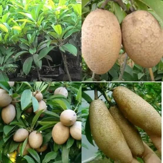 STAR PLANT Live Fruit Plant Sapota Chikoo Nursery Buy Online (Chiku) Or ...