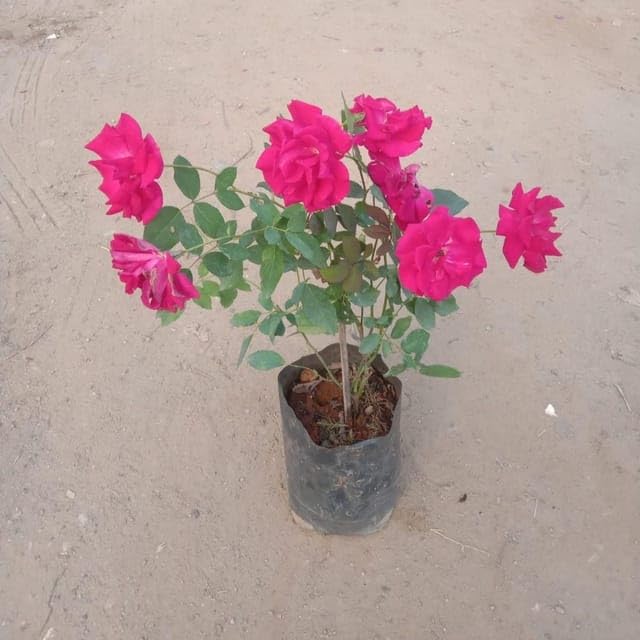 Mphmi Live Plants Kashmiri Pink Rose in 7 Inch Nursery Flower Plant ...