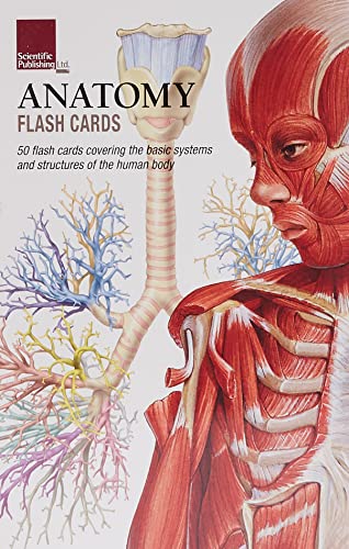 Buy Scientific Publishing Anatomy Flash Cards - Set of 50 Online at ...