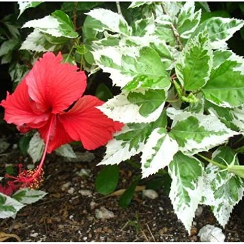 variegated hibiscus jaswand Gudhel plant from green valley : Amazon.in ...