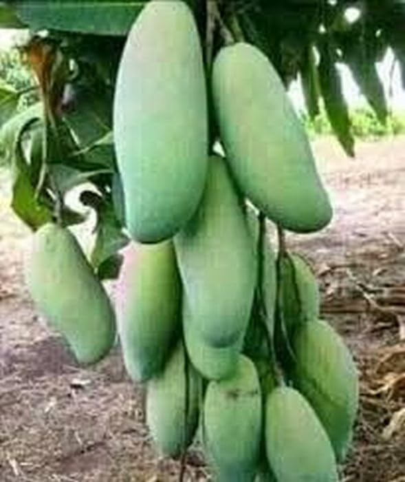 Creative Farmer Baramasi Mango Plant - Grafted Live Experience The ...