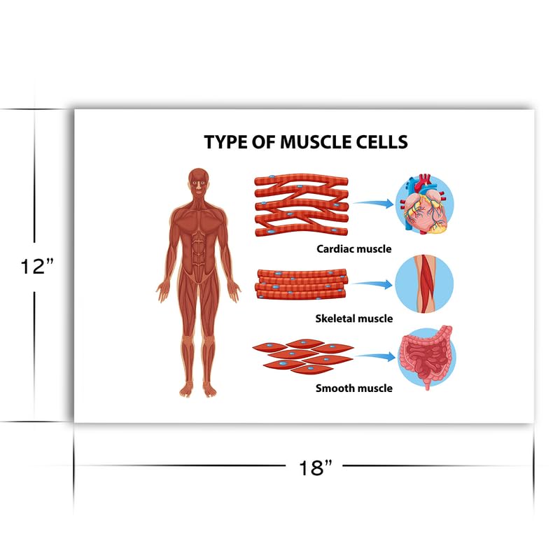 Skeletal Muscle Types