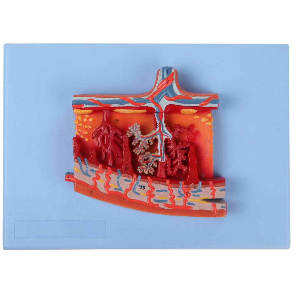 Uigjiog Enlarged Model Of Placenta Cross Sectional Model Human ...