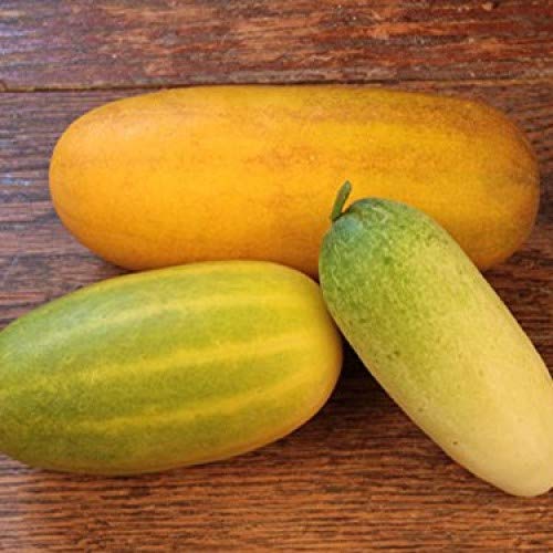 Creative Farmer Vegetable Seeds Southe Sambar Cucumber Seeds - Yellow ...