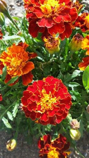 Ritz Farming® Marigold Flower Seeds | red & orange geda Flowering Seeds ...