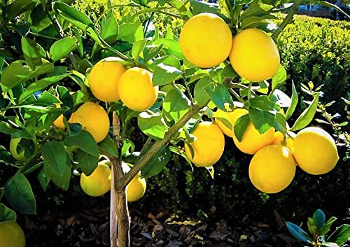 Best Lemon Tree Plants for a Thriving Indoor Garden - Totally Reviewed
