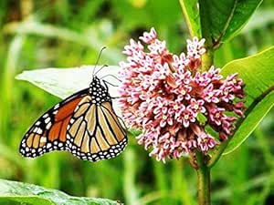 100 + Semi Common Milkweed:Seeds : Amazon.ca
