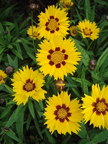 Amazon.com: SUNFIRE COREOPSIS "Tickseed, Butter Daisy" ~NEW~ 20 ...