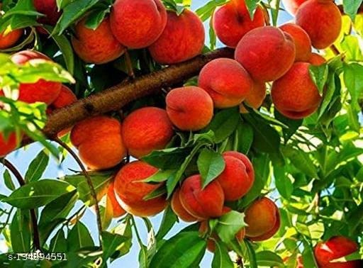 Cloud Farm Exotic Live Grafted Plum (Aalu bukhara/Aloo bukhara ...