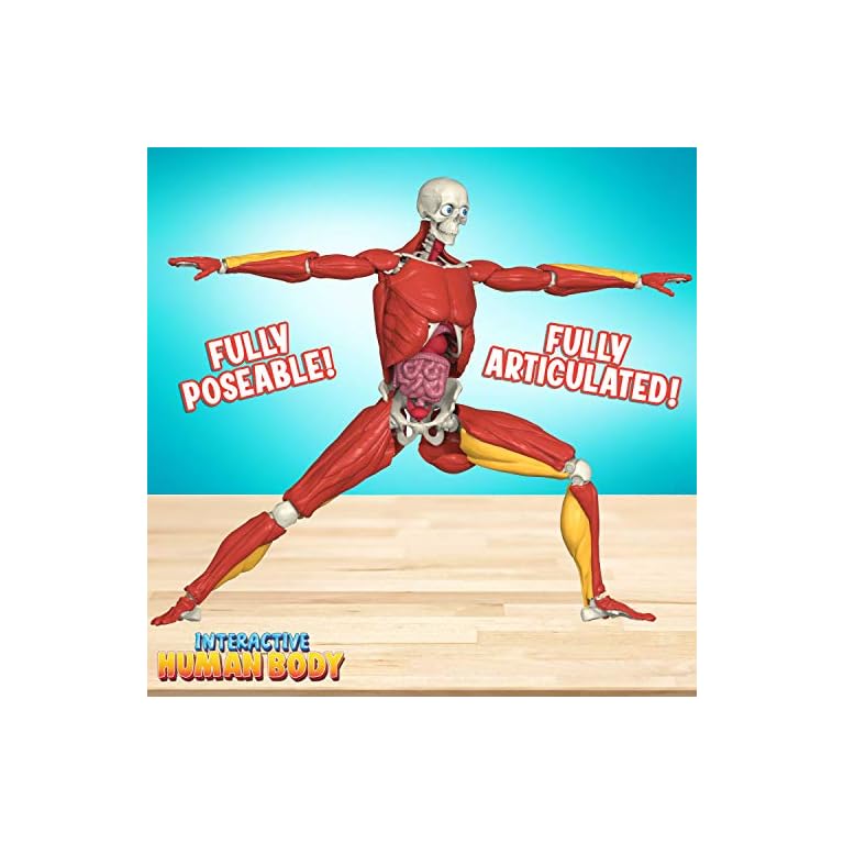 Be Amazing! Toys Interactive Human Body Fully Poseable Anatomy Figure ...