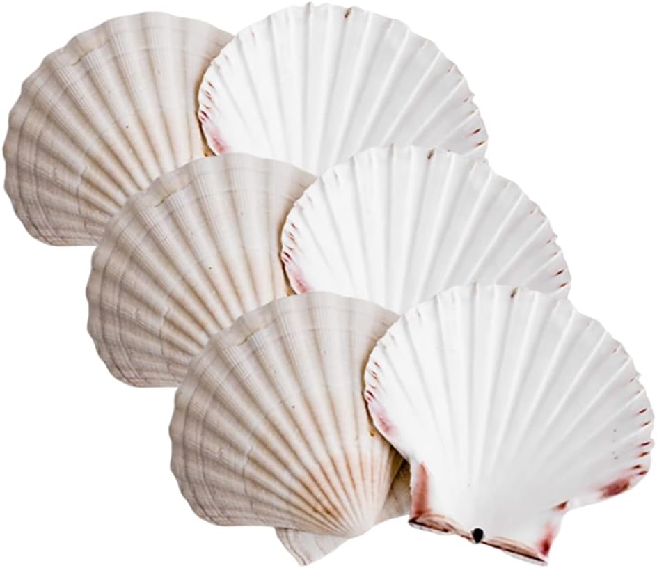 Avalon SCALLOP SHELLS - Cleaned and Washed - British White Scallop ...
