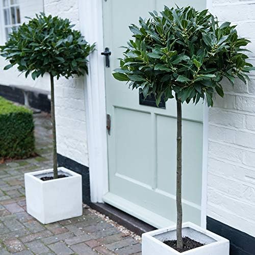 YouGarden Pair of Bay Tree Standard Trees, 70-80cm Tall, Evergreen ...