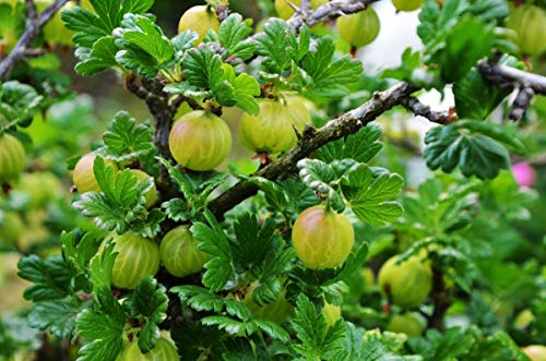 Gooseberry plant - How to grow & care