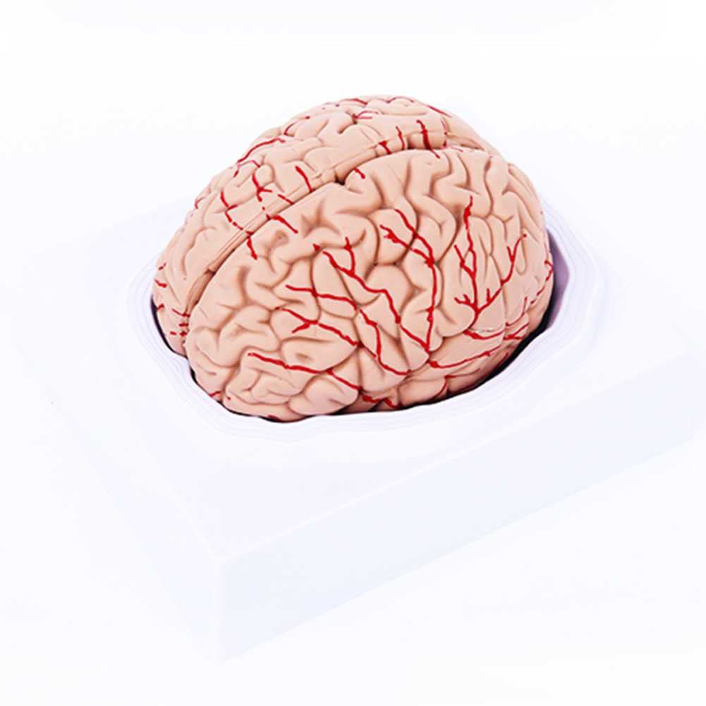 Cerebro Humano Real Modelo Anatómico Crânio Humano Tamanho Real Com
