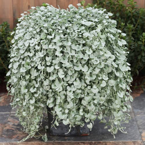 Dichondra Silver Falls Flower Seeds - 35 Seeds Pack : Amazon.in: Garden ...