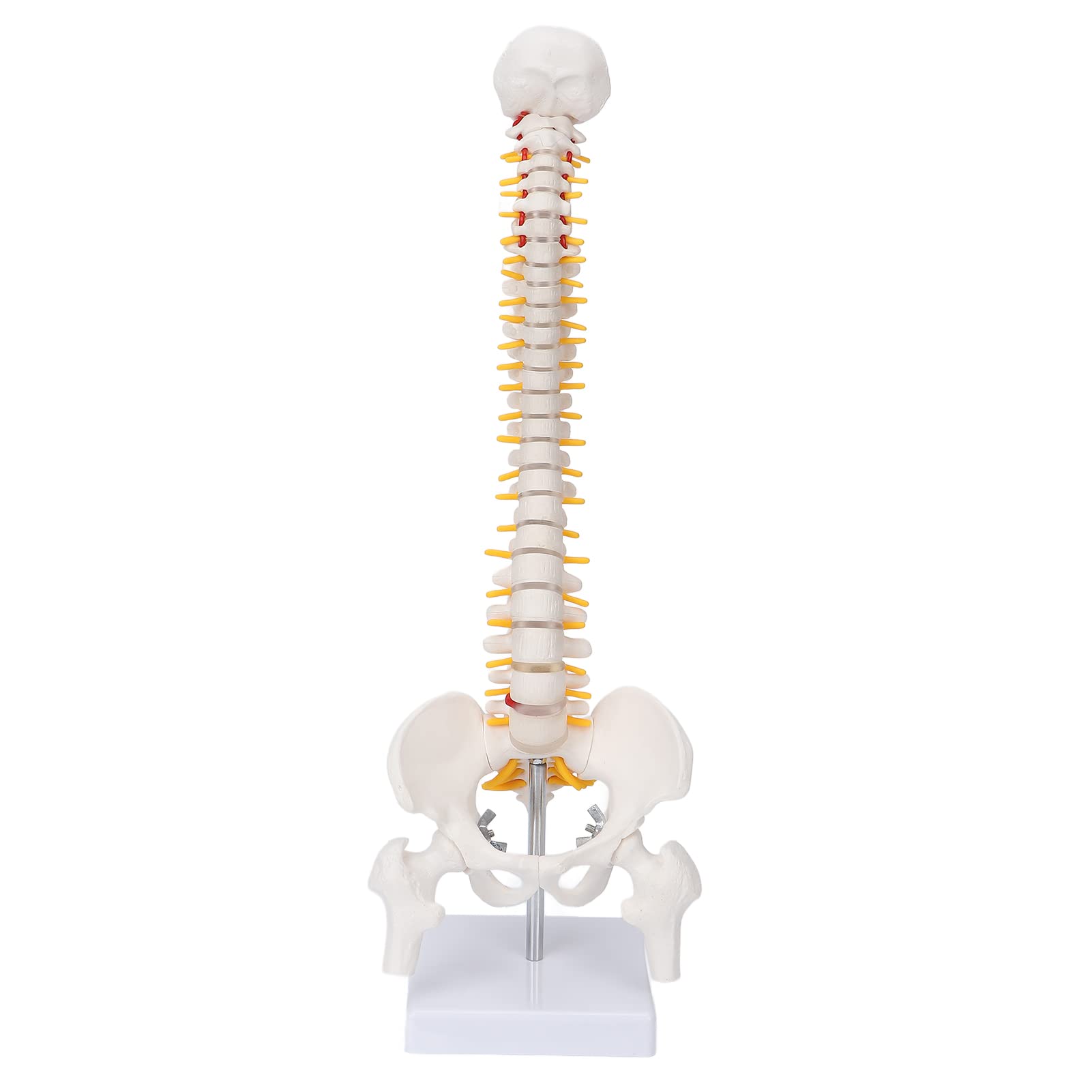 Buy Spine Anatomy Model,17.7" Scientific Mini Vertebral Column Model ...