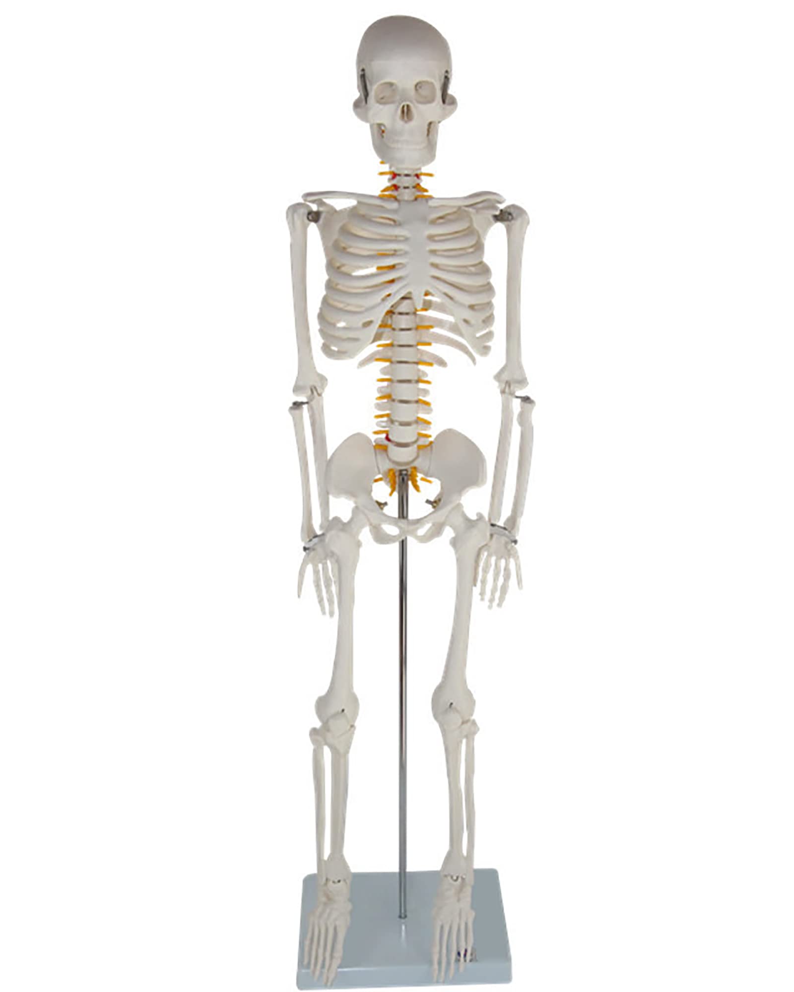Buy YNB 85Cm Human Skeleton Anatomical Model with Nerve Full Body Human ...