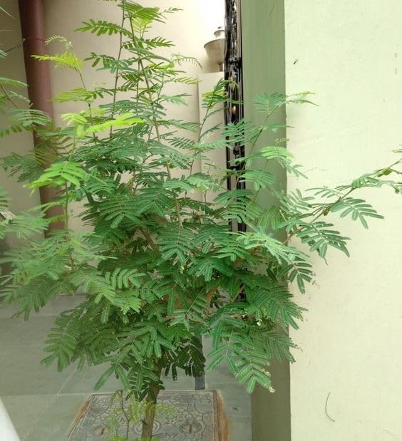 Shami Live Medicinal Plant (Prosopis cineraria), Khejri Flower Tree ...