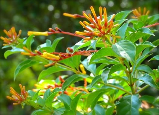 Amazon.com : Firebush Firefly I 3 Live Plants I Dwarf Hamelia Patens I ...