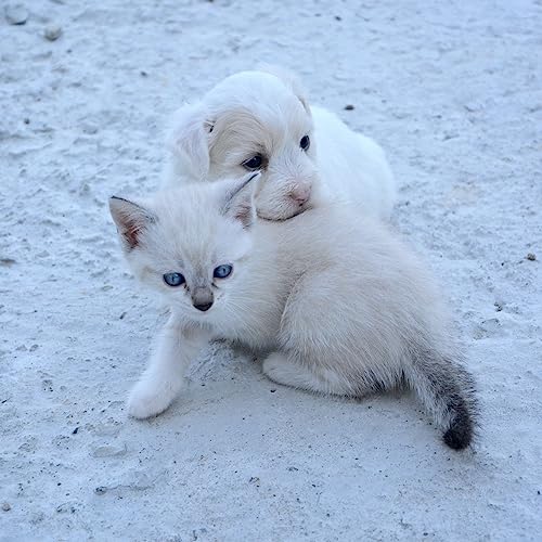 Play Pet Paradise: The Relaxing Sound of Ocean Waves for Happy Pets by ...