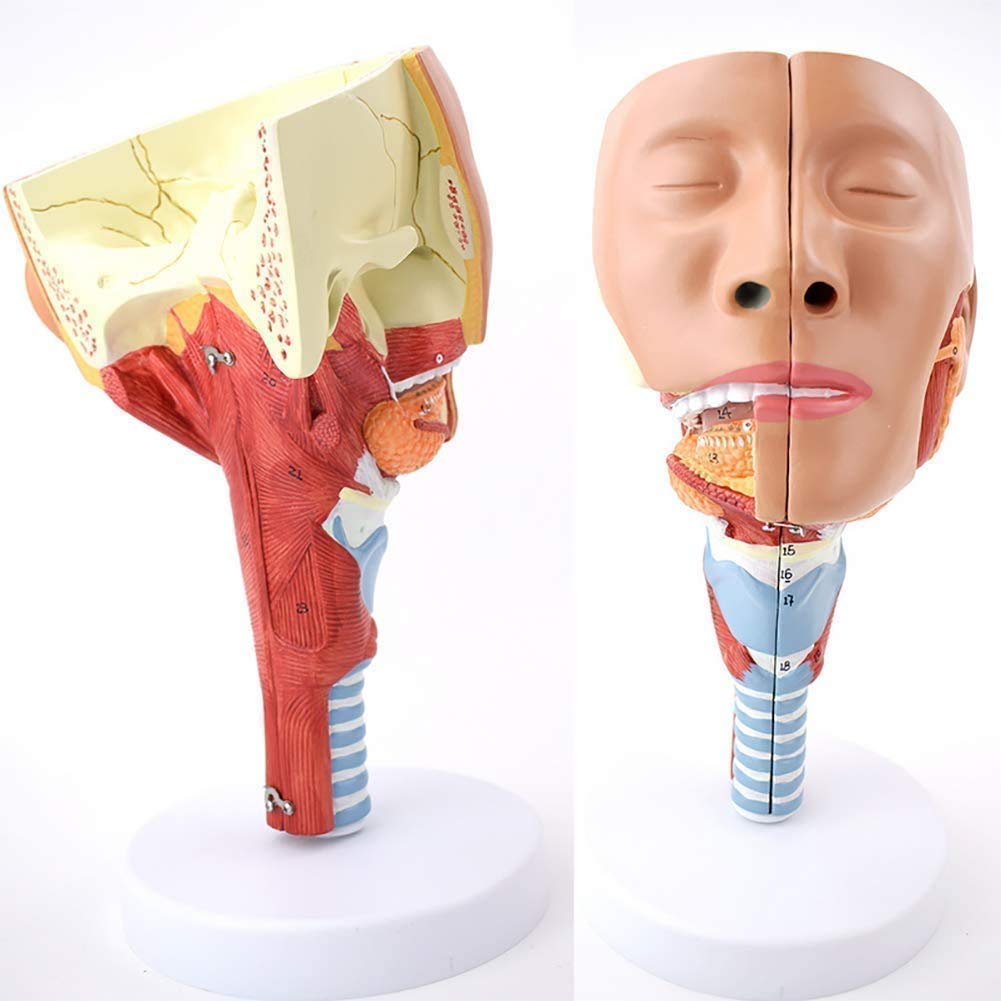 Buy Human Larynx Anatomical Model - Muscle Anatomical Model Organs Head ...
