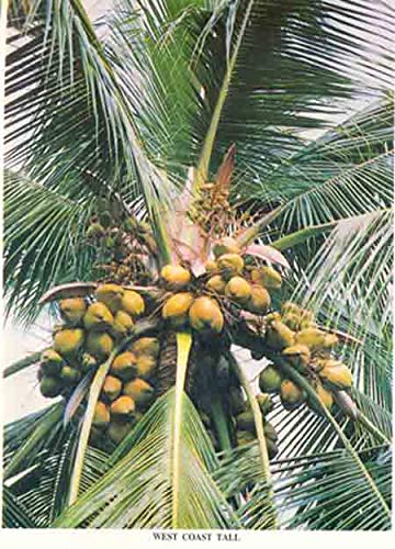 Greenish Valley Tropical Rare" West Coast Tall Coconut" 1 Healthy Fruit ...