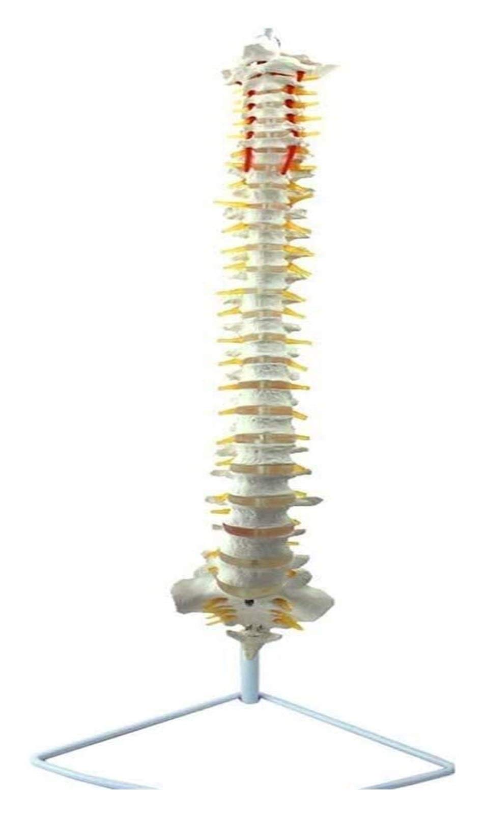 Buy Skeleton Anatomical Model Spine Vertebral Column Skeleton Model ...
