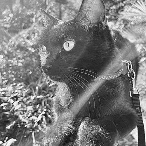 Amazon MusicでOtsuka Satoshiの歌とピアノ5を再生する