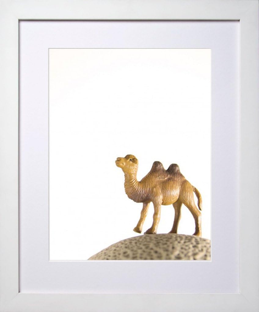 Amazon.com: 24x20 in. whitewood Matthew Carden Cantaloupe the Camel ...