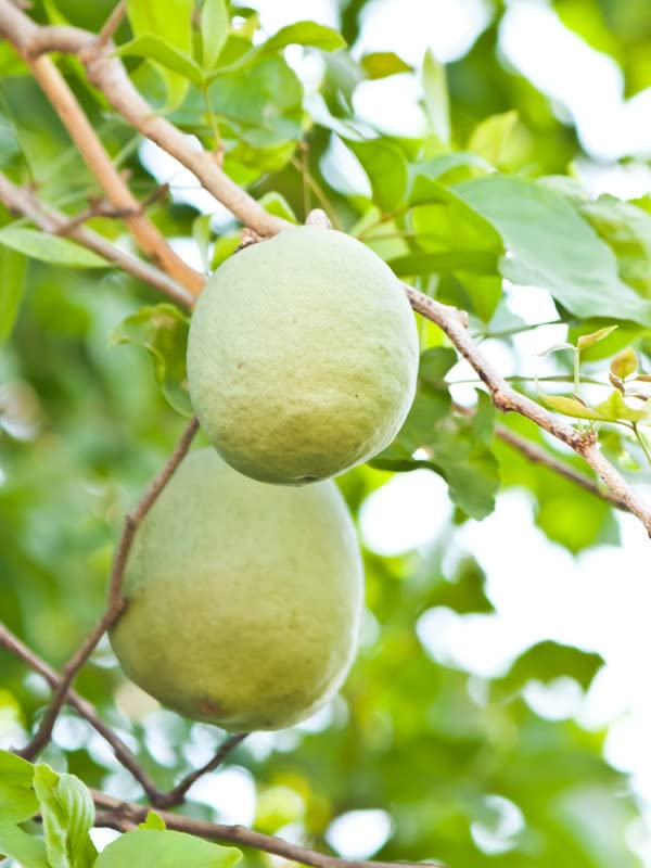 Cloud Farm Bel Tree, Bilva Patra, Bel Patra (Grown through seeds ...