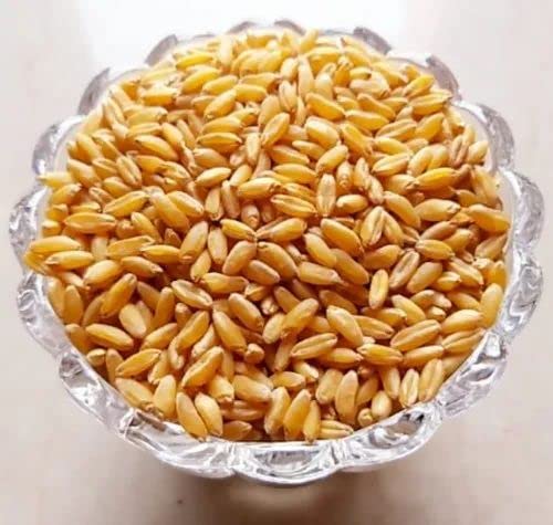 Vedika Chemical free form Pure Rare & Natural Desi Bansi Wheat Seeds ...